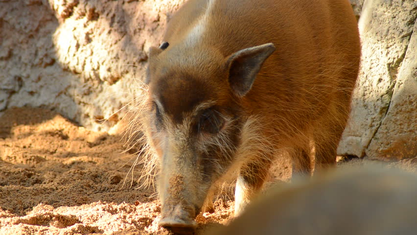 Red River Hog - Potamochoerus Porcus Pictus Stock Footage Video ...