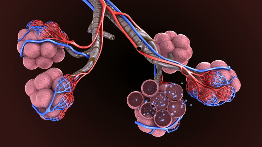 Alveoli in Lungs - Blood Stock Footage Video (100% Royalty-free ...