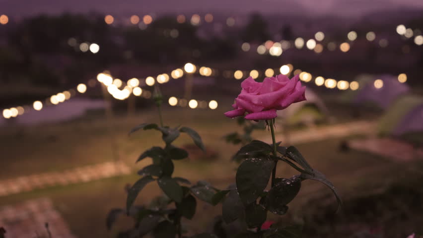 Zoom In Motion Pink Rose Flower With Bokeh Background City. Stock ...