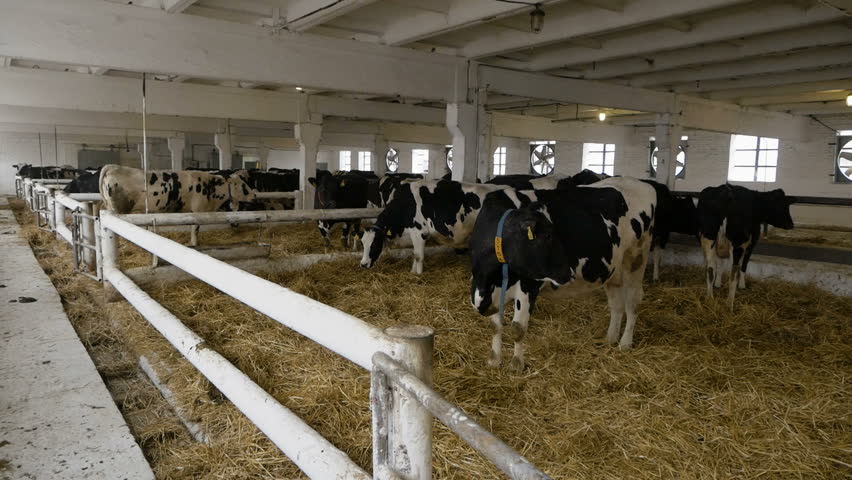 Cow House ; Milking Cows In The Barn Eating Hay,video Clip Stock ...