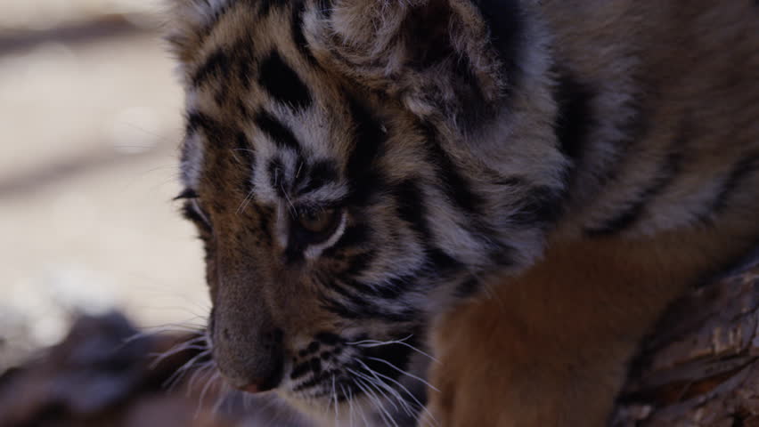 Tiger Cub Close up Side Stock Footage Video (100% Royalty-free ...