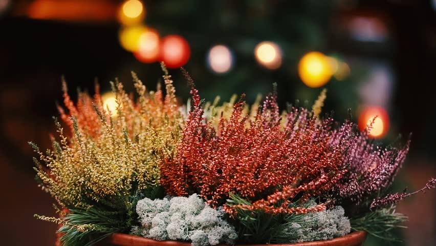 Calluna Vulgaris Stock Footage Video | Shutterstock