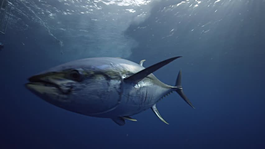Yellowfin Tuna Stock Video Footage - 4K and HD Video Clips | Shutterstock