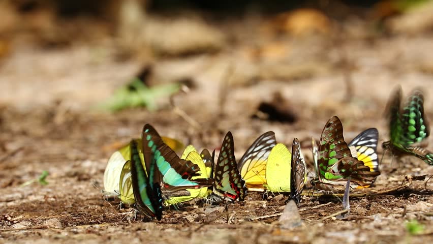 Blue Butterfly on the ground image - Free stock photo - Public Domain ...