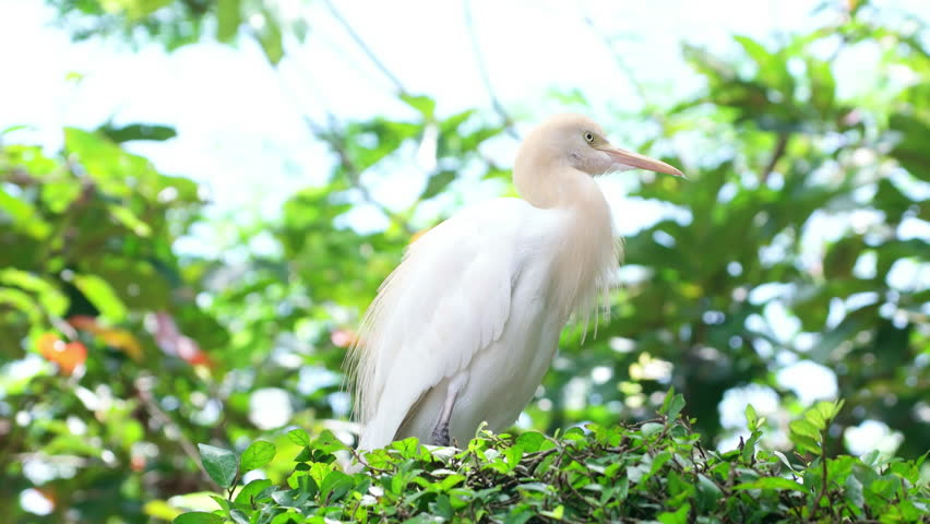 Cattle Egret image - Free stock photo - Public Domain photo - CC0 Images
