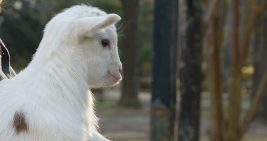 Baby goats close up image - Free stock photo - Public Domain photo ...