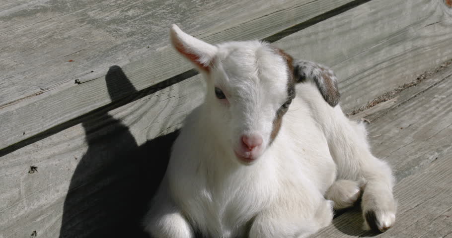 Baby goats close up image - Free stock photo - Public Domain photo ...
