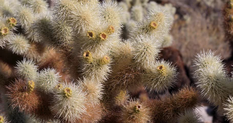 Cholla Cactus garden in Joshua Tree National Park, California image ...