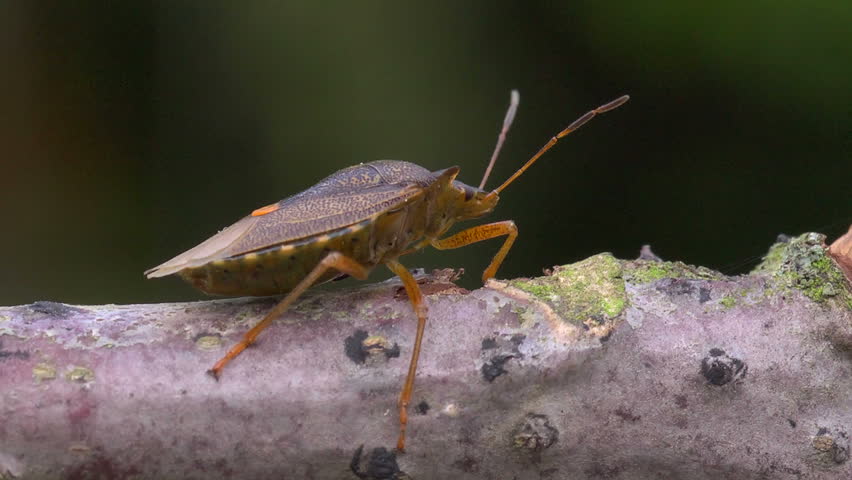 Bug on a twig image - Free stock photo - Public Domain photo - CC0 Images