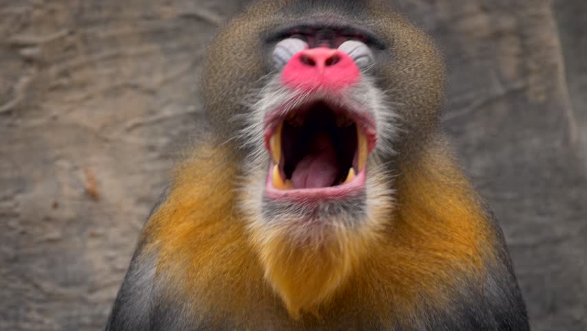 Mandrill Face - Mandrillus sphinx image - Free stock photo - Public ...