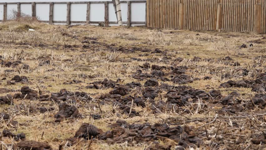Cow Poop Stock Video Footage - 4K and HD Video Clips | Shutterstock