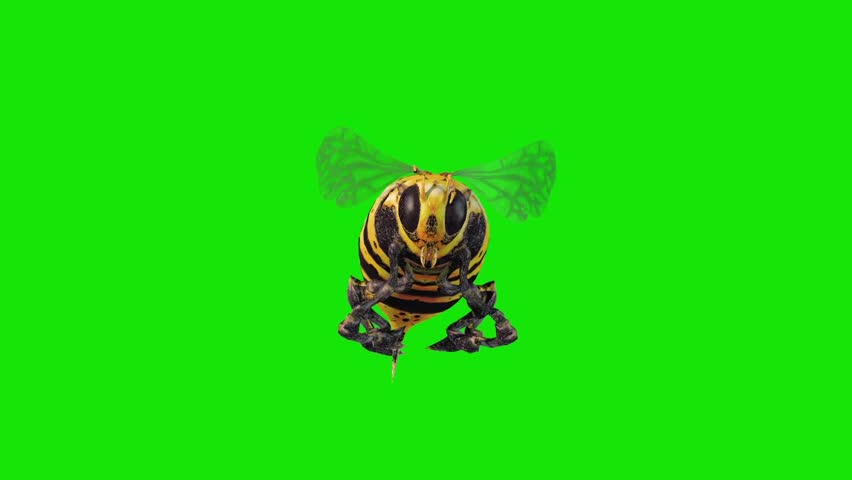 Bee Wasp Flies Loop Front Stock Footage Video (100% Royalty-free ...