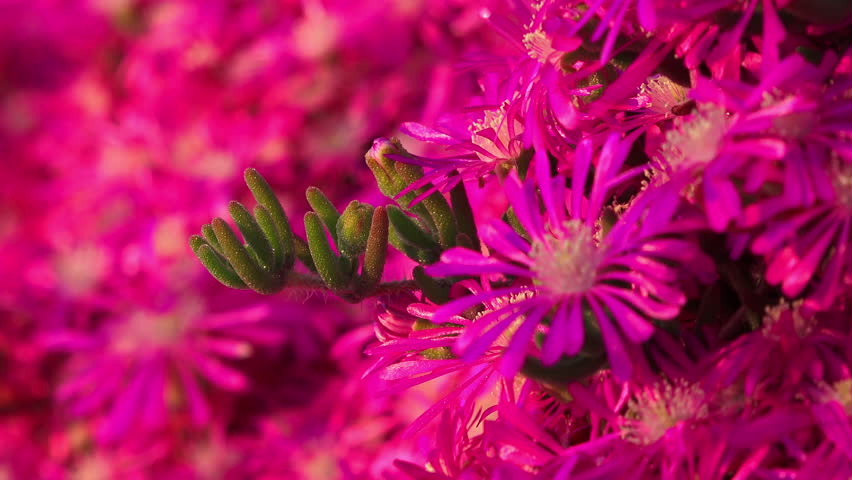 Red-Purple Flower full bloom image - Free stock photo - Public Domain ...