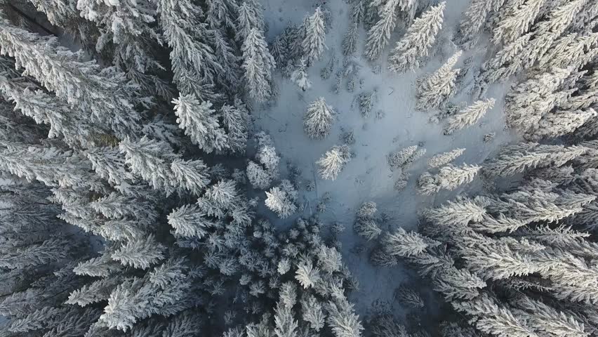 Winter Pine Forest in British Columbia, Canada image - Free stock photo ...