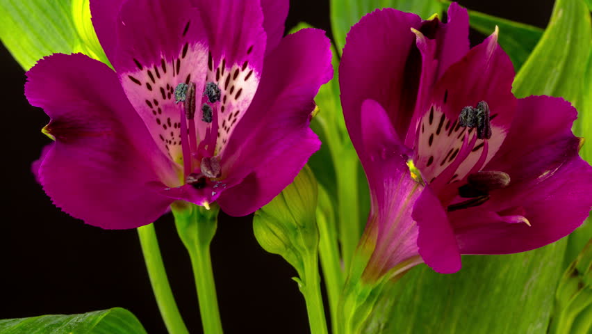 Yellow Lily Flower image - Free stock photo - Public Domain photo - CC0 ...