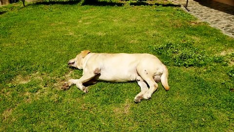 Fat Labrador Retriever Stock Video Footage - 4K and HD Video Clips ...