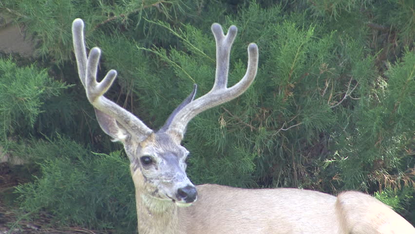 Velvet Mule Deer Antlers Stock Video Footage - 4K and HD Video Clips ...