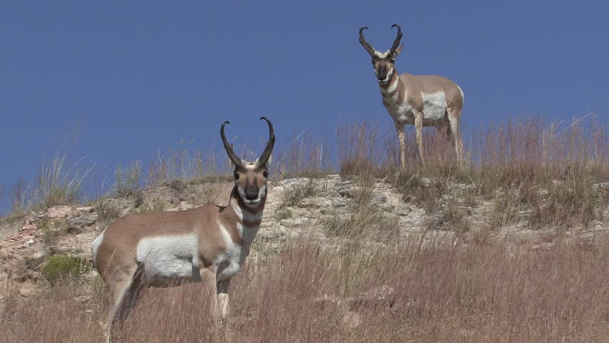 Antelope Standing in the Grass image - Free stock photo - Public Domain ...