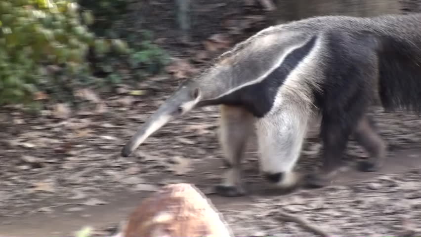 Giant Anteater image - Free stock photo - Public Domain photo - CC0 Images