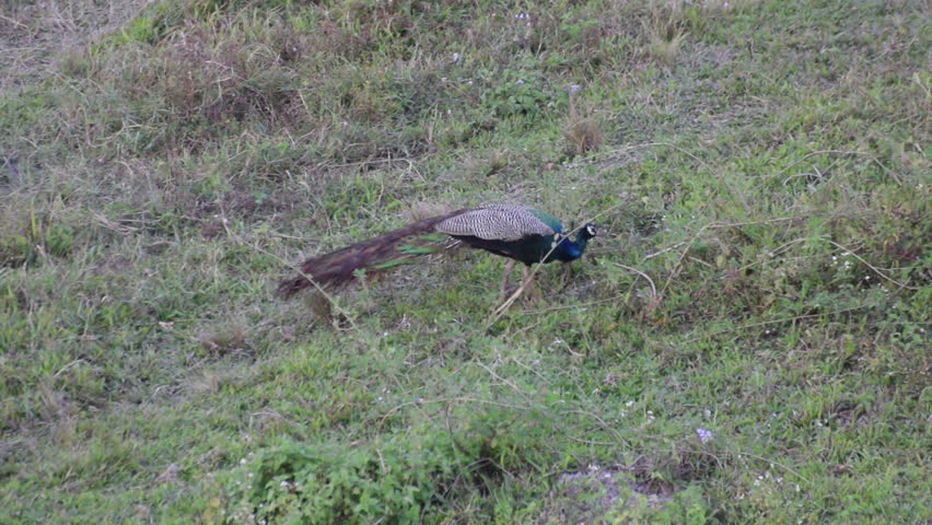 Indian Peacock - Pavo cristatus image - Free stock photo - Public ...