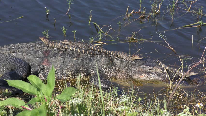 Mother Alligator with Babies On Stock Footage Video (100% Royalty-free ...