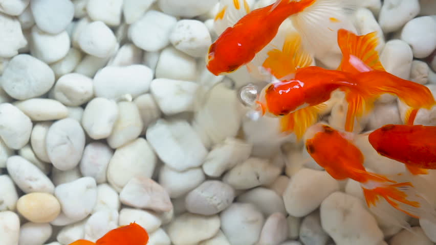 Top View Goldfish Swimming in Stock Footage Video (100% Royalty-free ...