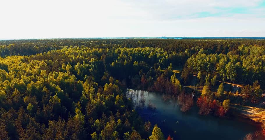 Looking at the sky above the forest image - Free stock photo - Public ...