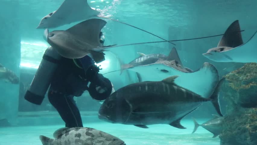 Southern Stingray image - Free stock photo - Public Domain photo - CC0 ...