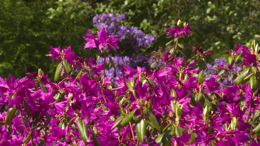 Red-Purple Flower full bloom image - Free stock photo - Public Domain ...