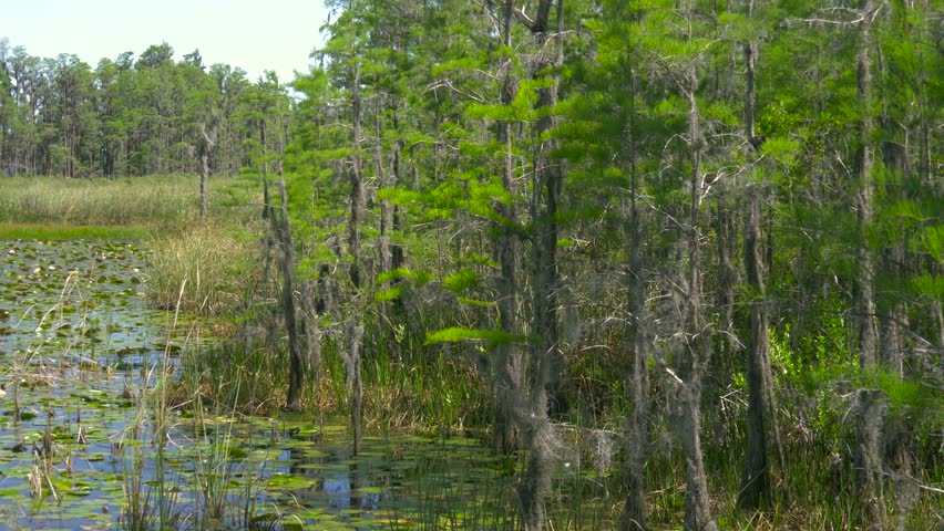 Lake, Swamp, and Wetlands landscape image - Free stock photo - Public ...