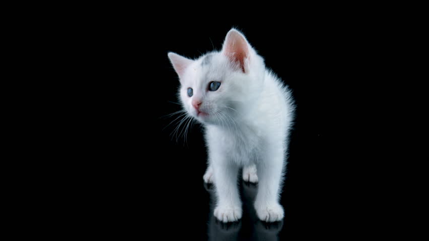 Beautiful White Cat Meows, Looking Stock Footage Video (100% Royalty ...