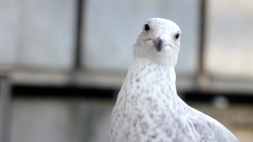 Close-up of seagull head image - Free stock photo - Public Domain photo ...
