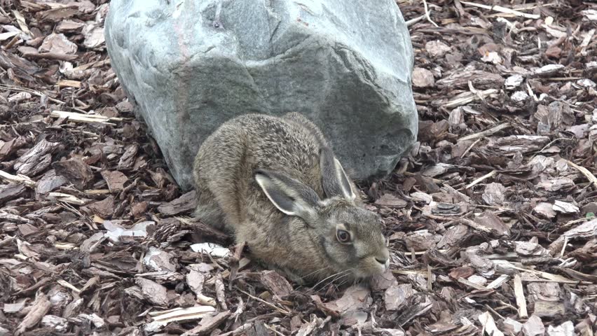 European Hare Sitting in Front Stock Footage Video (100% Royalty-free ...
