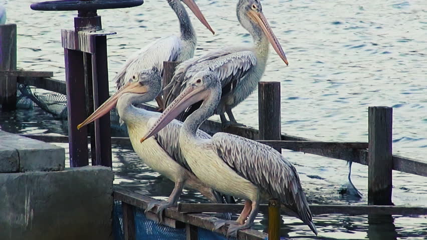 Pelican with colorful beak image - Free stock photo - Public Domain ...