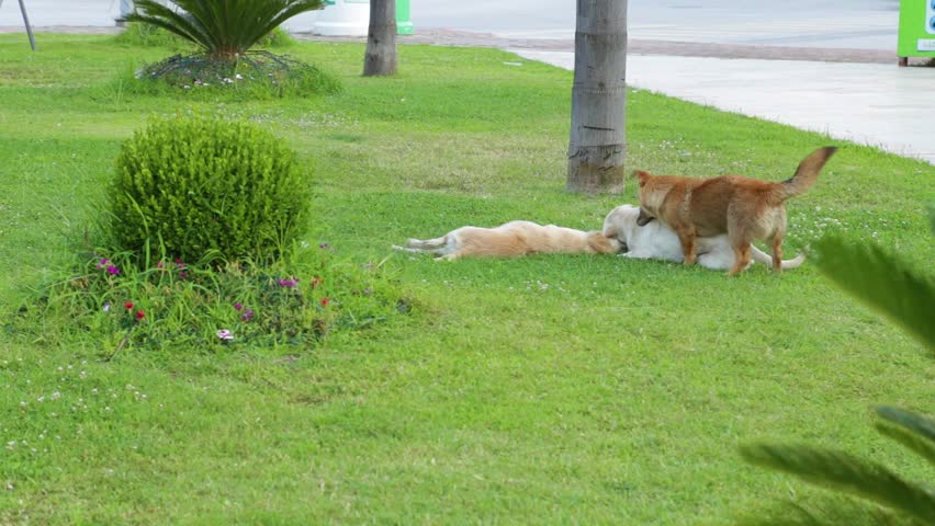 Doggy Style Position Stock Video Footage - 4K and HD Video Clips ...