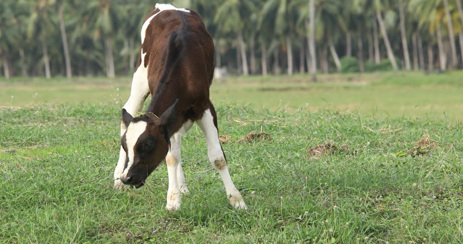 Cow Poop Stock Video Footage - 4K and HD Video Clips | Shutterstock