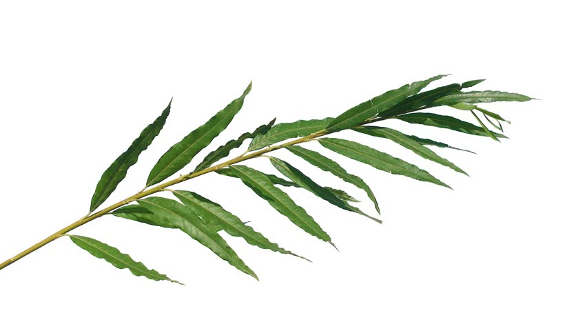 Tree Branch with Long Leaves Stock Footage Video (100% Royalty-free ...