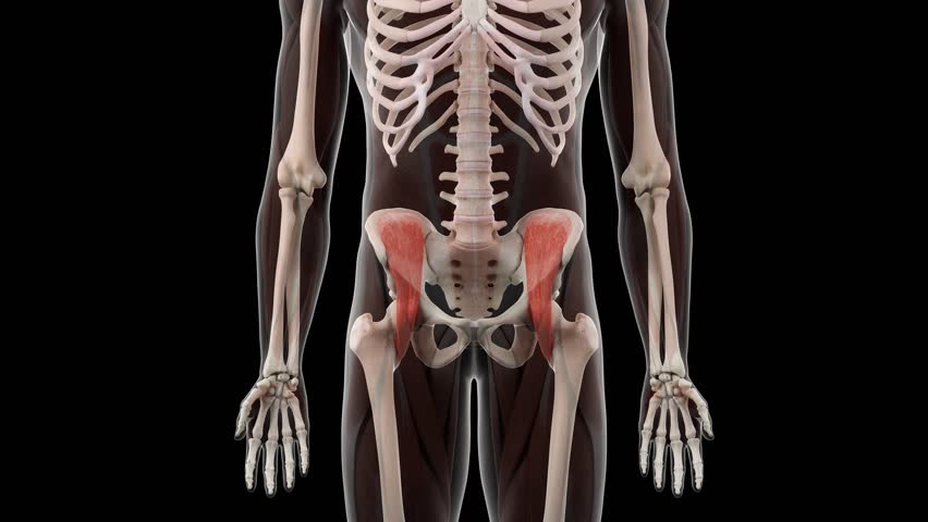 Iliacus Muscle