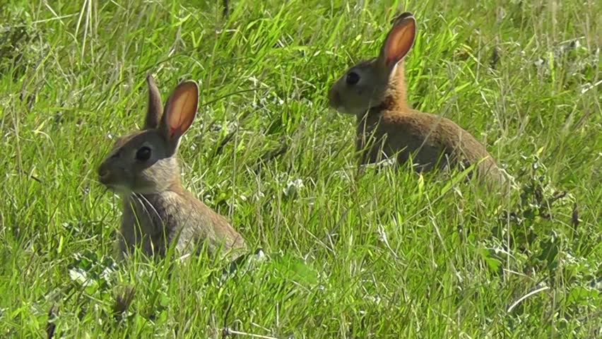 common rabbits looking up while chewing 스톡 비디오 | 10162934 | Shutterstock