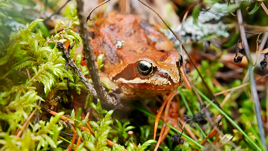 Toad hiding in the grass image - Free stock photo - Public Domain photo ...