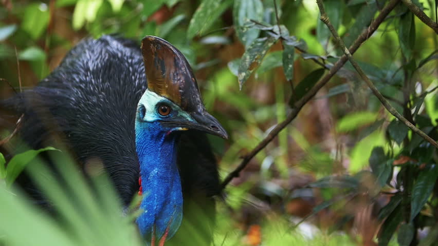 Cassowary image - Free stock photo - Public Domain photo - CC0 Images