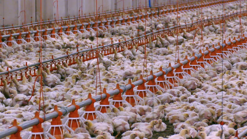 Modern Farm for Growing Broiler Stock Footage Video (100% Royalty-free ...