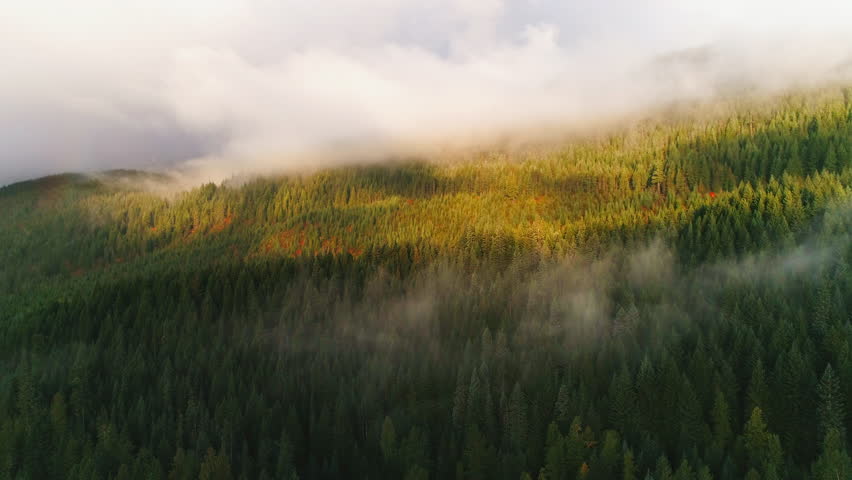 Mist over the forest and trees in Oregon image - Free stock photo ...