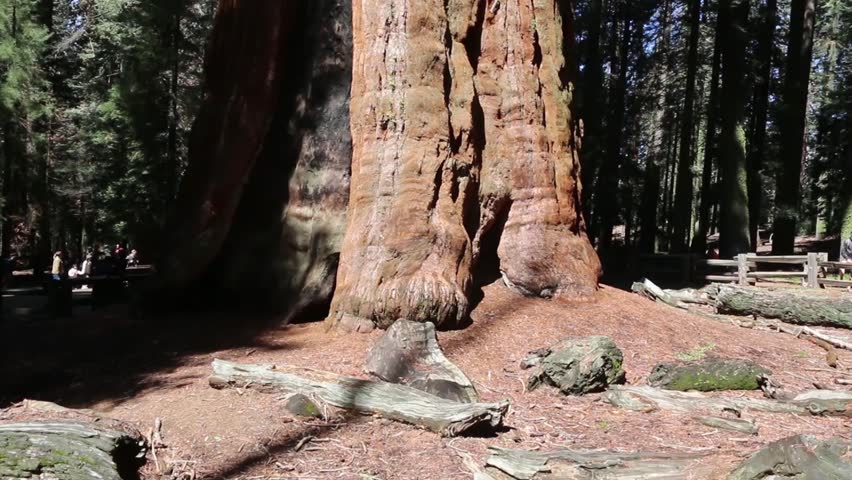 Tall Pine Forest at Sequoia National Park, California image - Free ...