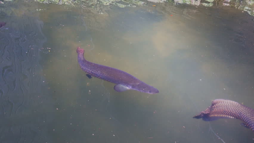A freshwater fish with long tail image - Free stock photo - Public ...