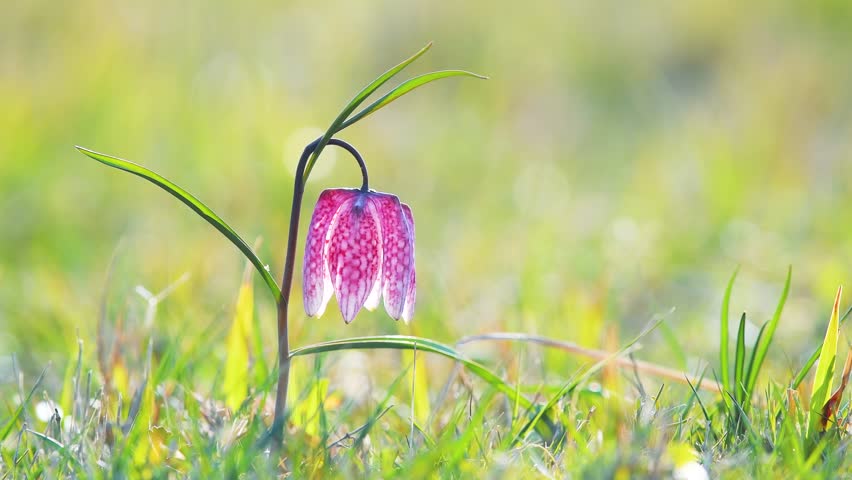 Endangered Wild Chess Flower (fritillaria Stock Footage Video (100% ...