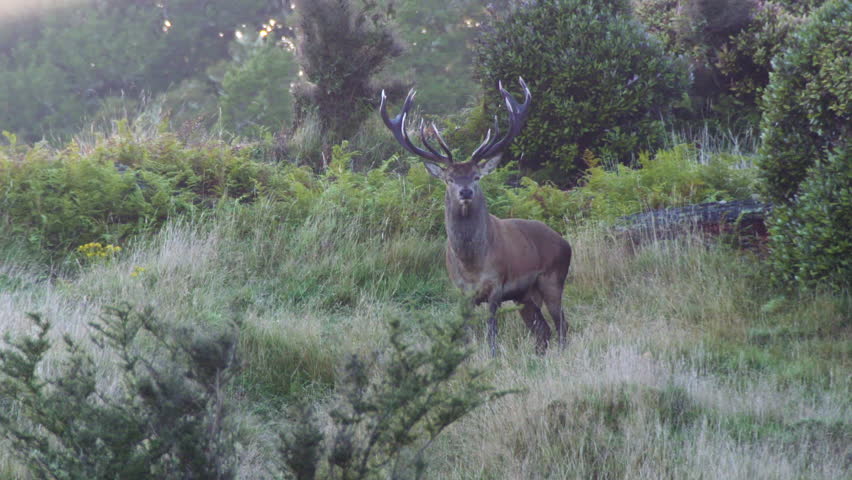 Stag Bellowing image - Free stock photo - Public Domain photo - CC0 Images