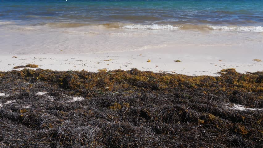 Tropical Shore with Sargassum Seaweed. Stock Footage Video (100% ...
