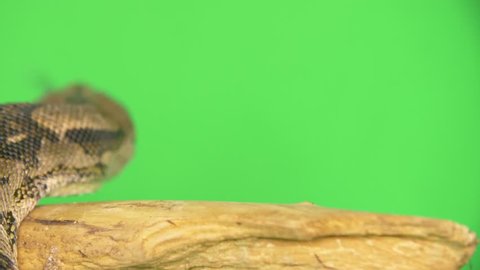 Snake Green Screen Stock Video Footage - 4K and HD Video Clips ...