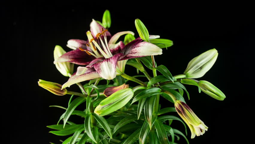 Time-lapse Of Growing And Blooming Brodiaea Flower 1x1 In PNG+ Format ...